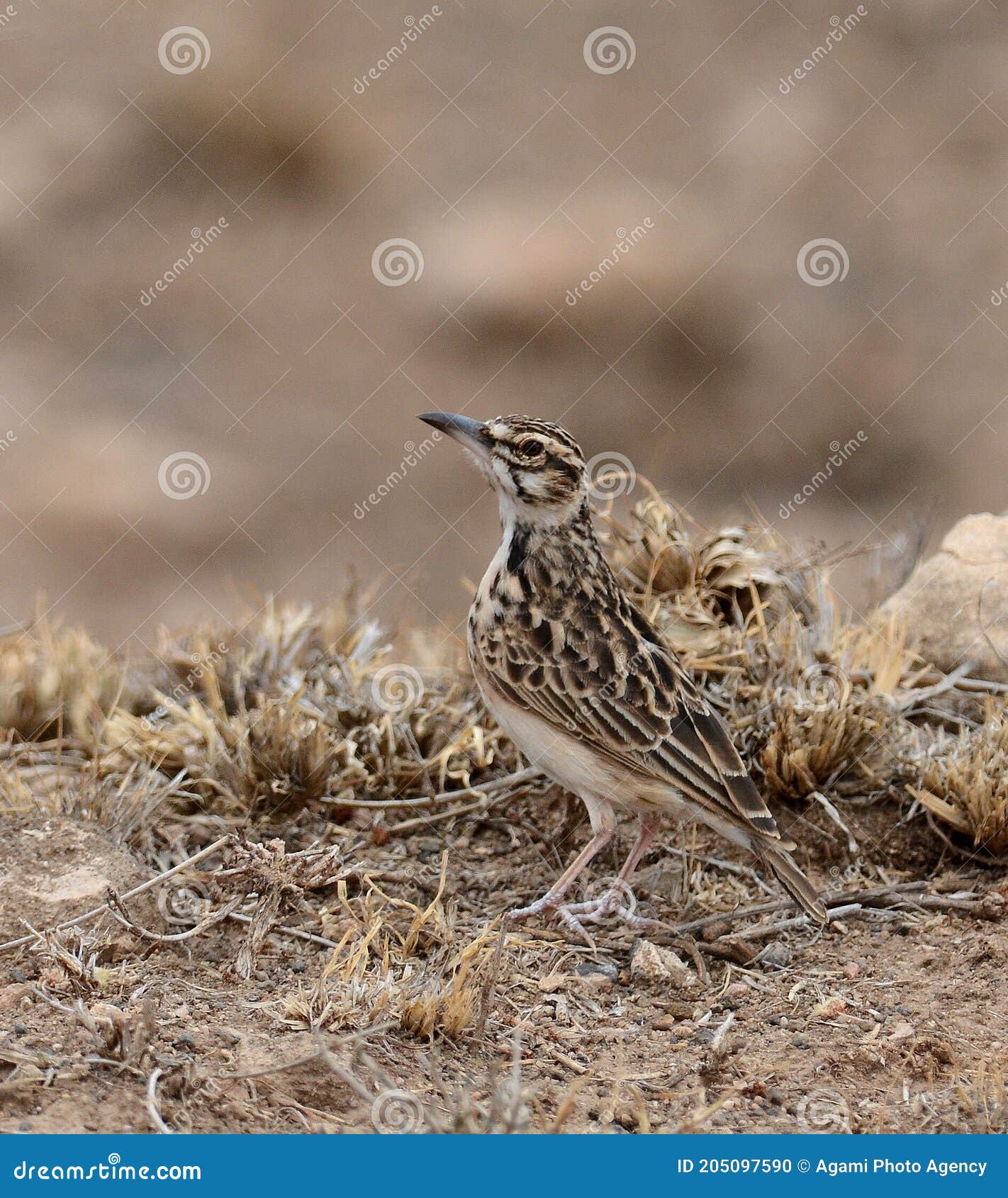 Short-tailed Lark, Spizocorys Fremantlii Stock Photo - Image of africa ...