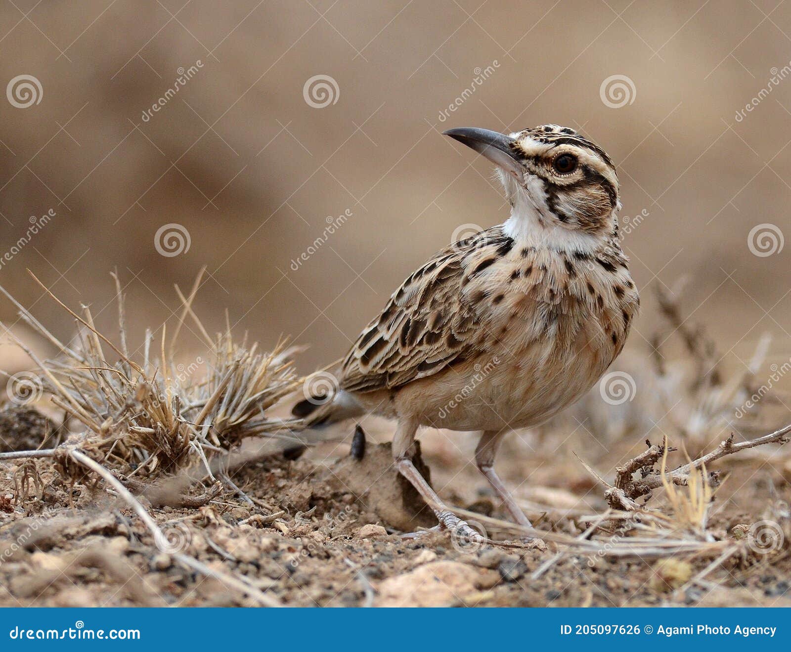 Short-tailed Lark, Spizocorys Fremantlii Stock Photo - Image of vogel ...