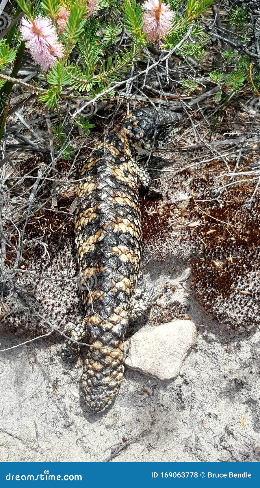 Short Tailed Lizard stock photo. Image of lizard, tailed - 169063778