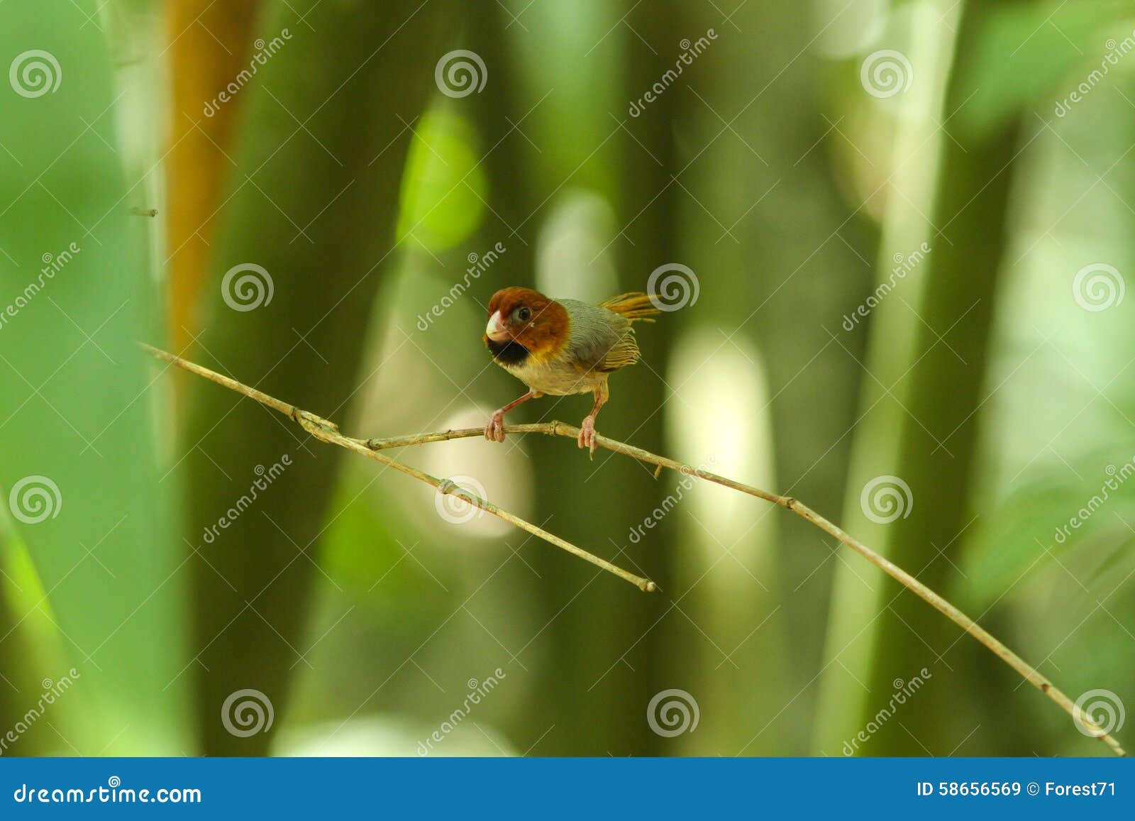 Short-tailed parrotbill stock image. Image of bird, freedom - 58656569