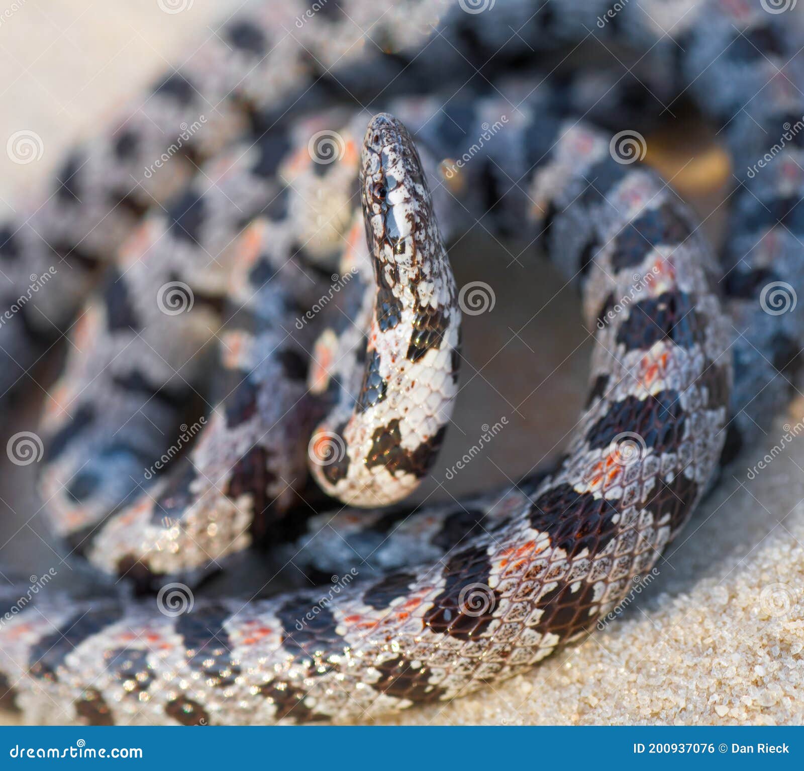 Short Tailed Snake in Central Florida Stock Photo - Image of tailed ...