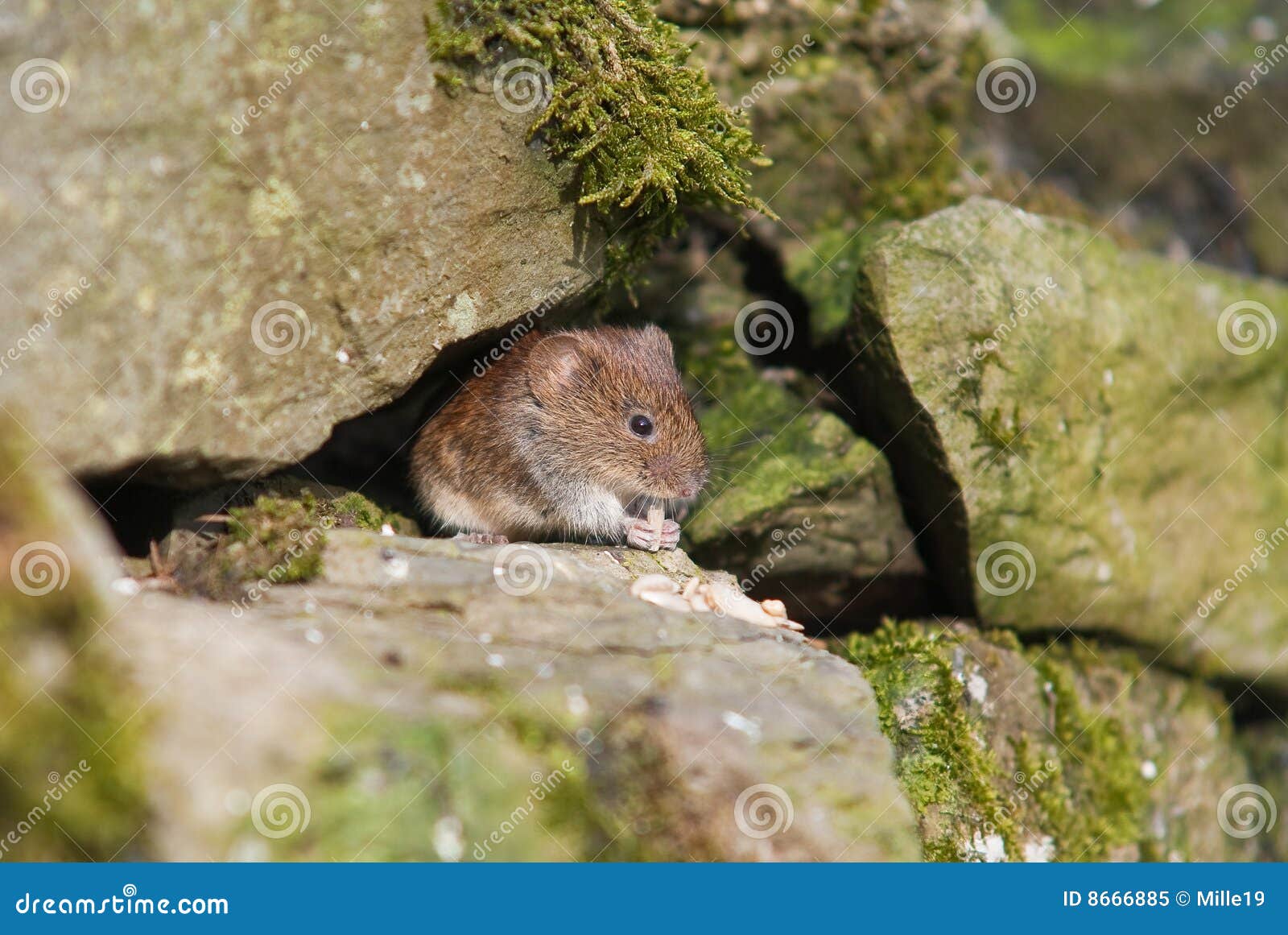 Short-tailed Lark Pseudalaemon Fremantlii In Dry Shrubland Royalty-Free ...