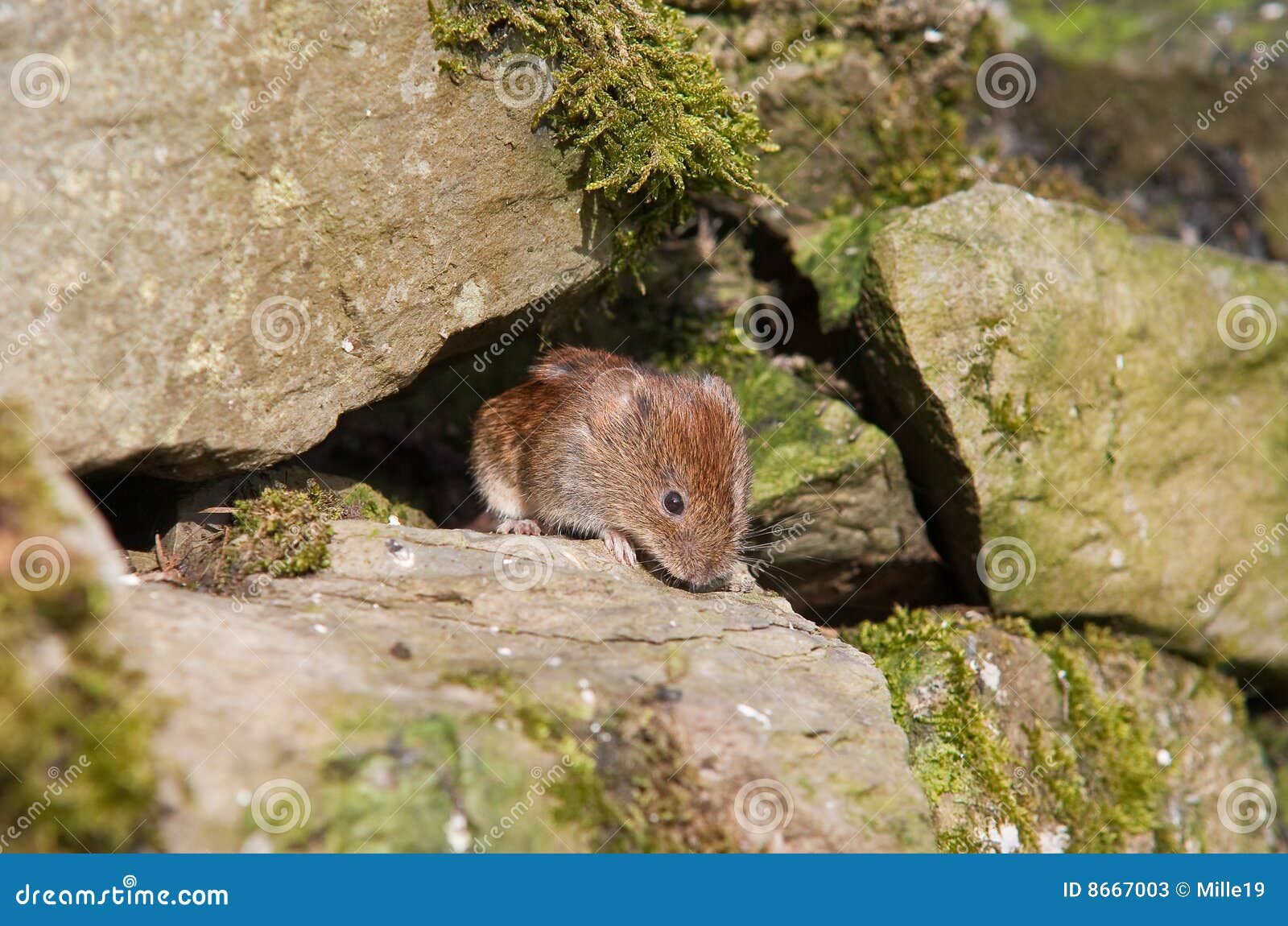Short-Tailed Vole (Microtus Agrestis) Stock Image - Image of vole ...