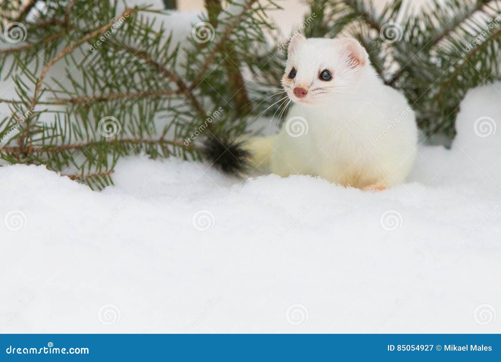 Short Tailed Weasel by Fir Branch Stock Image - Image of america, snow ...