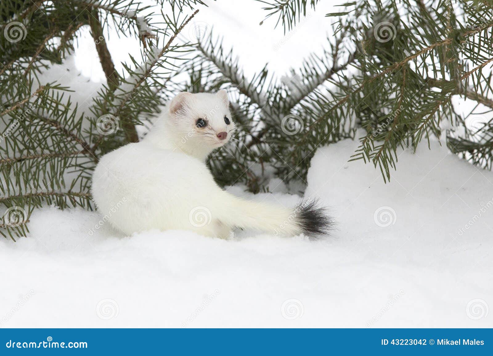 Short-tailed Weasel in Fir Branches and Snow Stock Photo - Image of ...