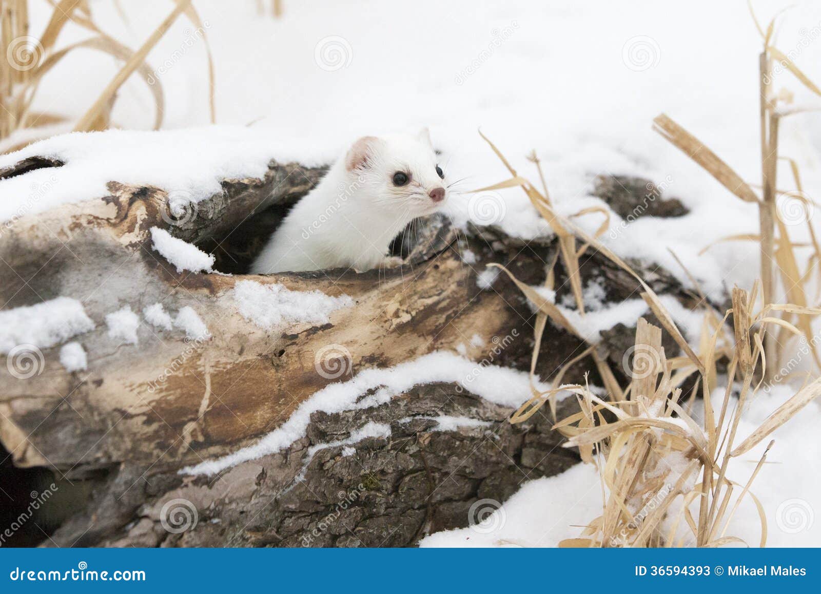 Short-tailed Weasel in Winter Stock Image - Image of mammalia, ermine ...