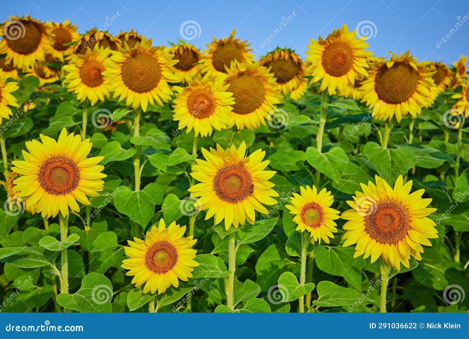 Short and Tall Sunflowers in Rows Under Blue Sky Stock Photo - Image of ...
