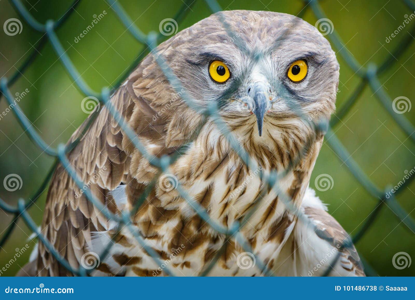 Eagle In A Cage. Sad Eagle. Sad Hawk. Sad Bird. Sadness. Eagle In Cage ...