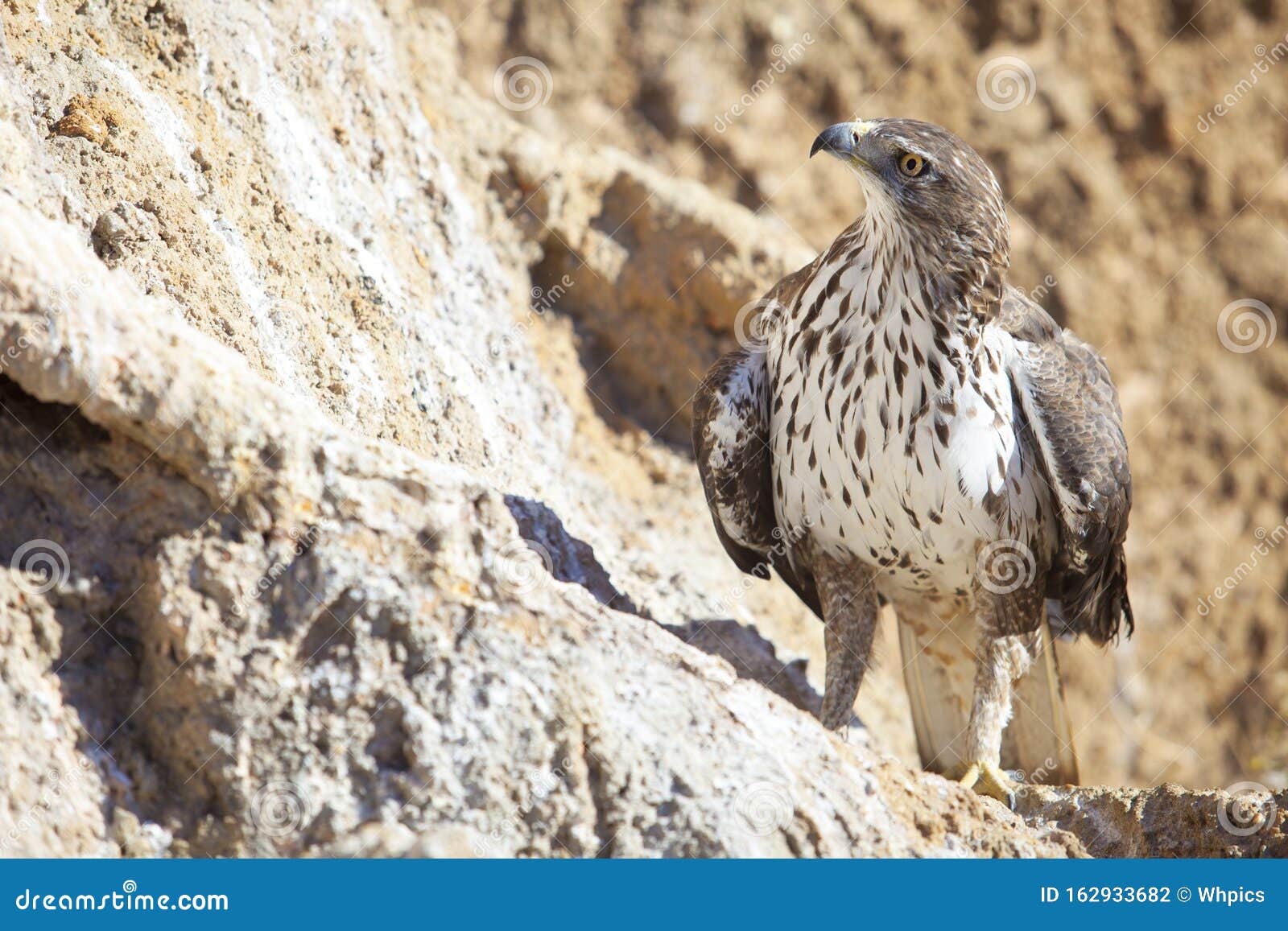 Short-toed Eagle or Circaetus Gallicus Perched on Rock Slope Stock ...