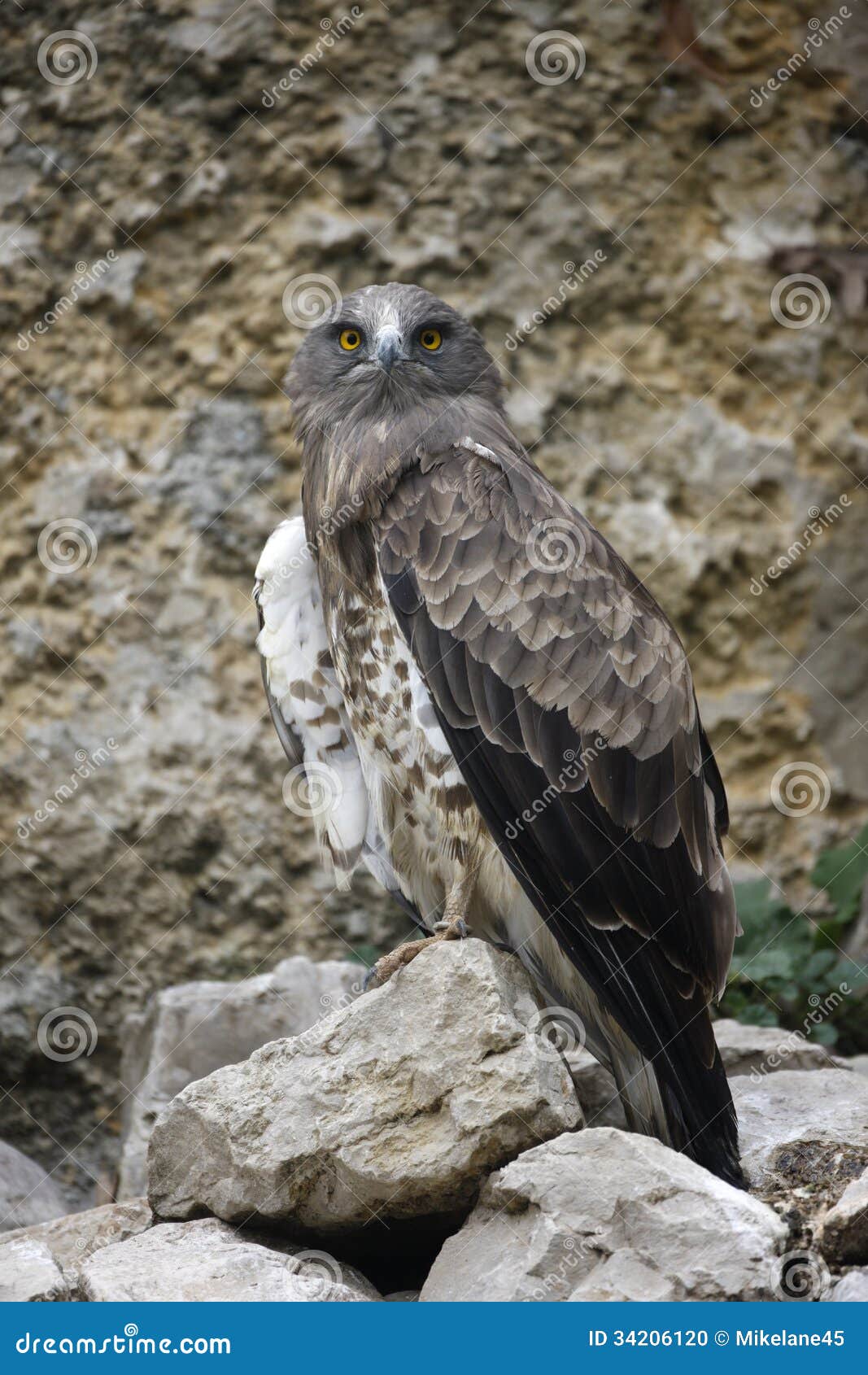 Short-toed Eagle, Circaetus Gallicus Stock Photo - Image of toed, bird ...