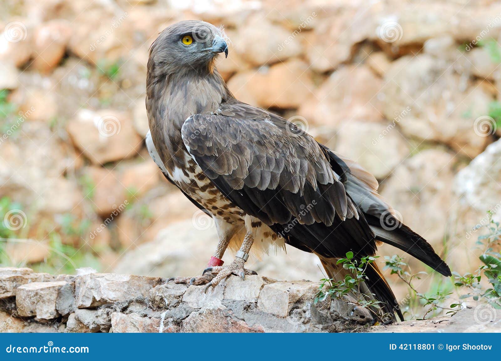 Short Toed Eagle ( Circaetus Gallicus ) Stock Image - Image of animal ...