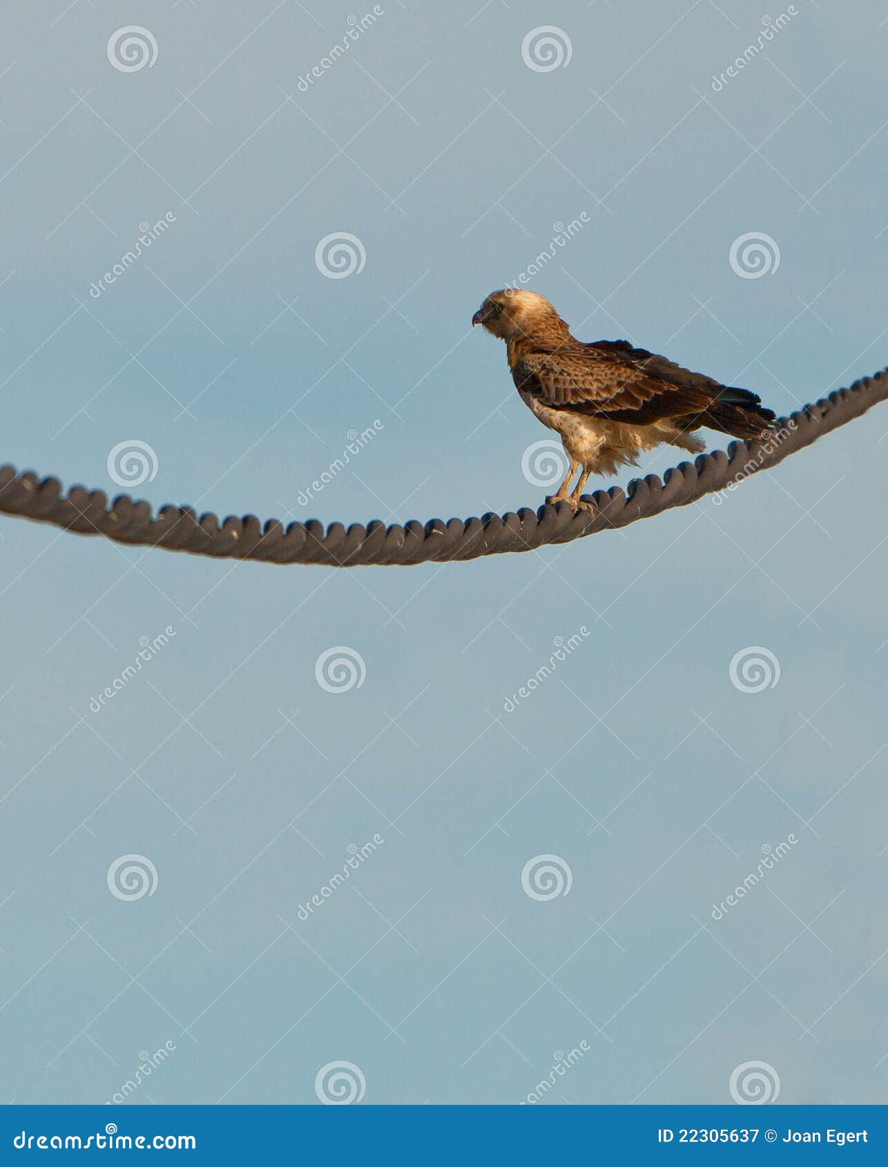 A Short-toed Eagle Resting on a Cable Stock Image - Image of protected ...
