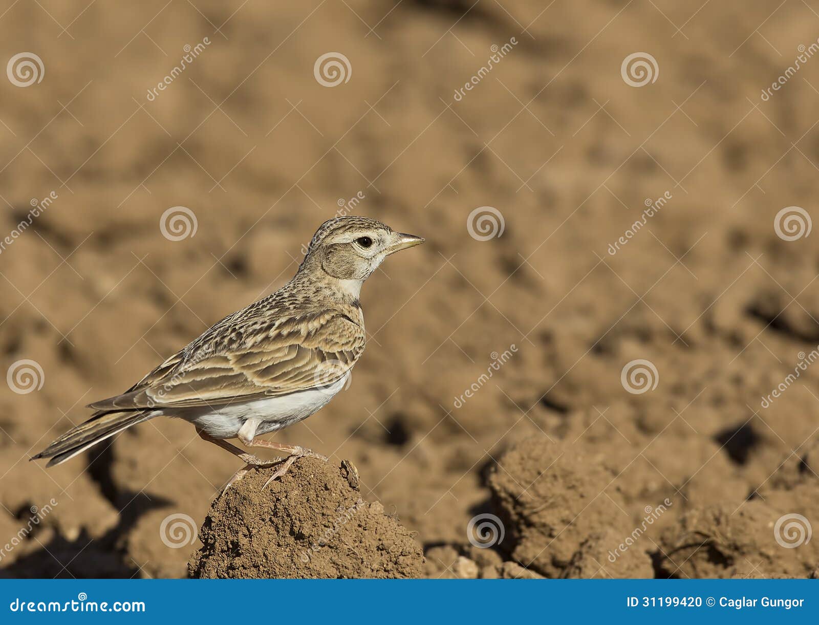 Short-toed Lark (Calandrella Brachydactyla) Stock Photo - Image of wing ...