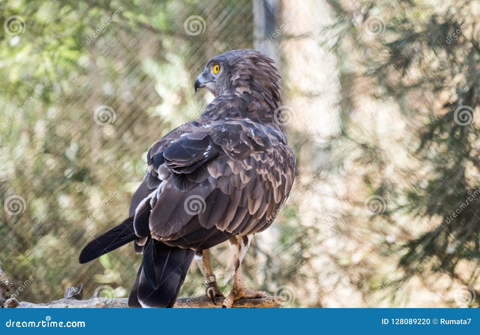 Short-toed Snake Eagle Circaetus Gallicus Stock Photo - Image of ...
