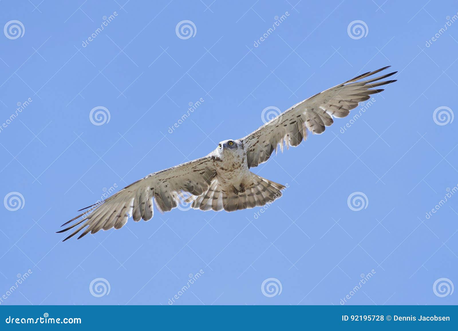 Short-toed Snake Eagle Circaetus Gallicus Stock Photo - Image of animal ...