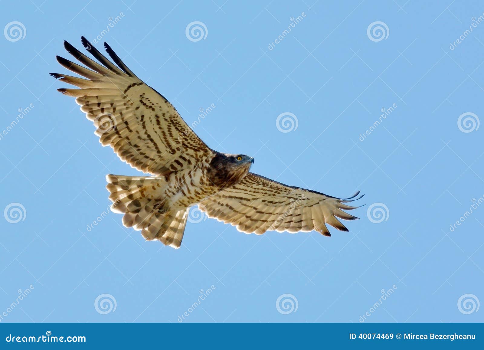 Short-toed Snake Eagle (Circaetus Gallicus) Stock Image - Image of ...