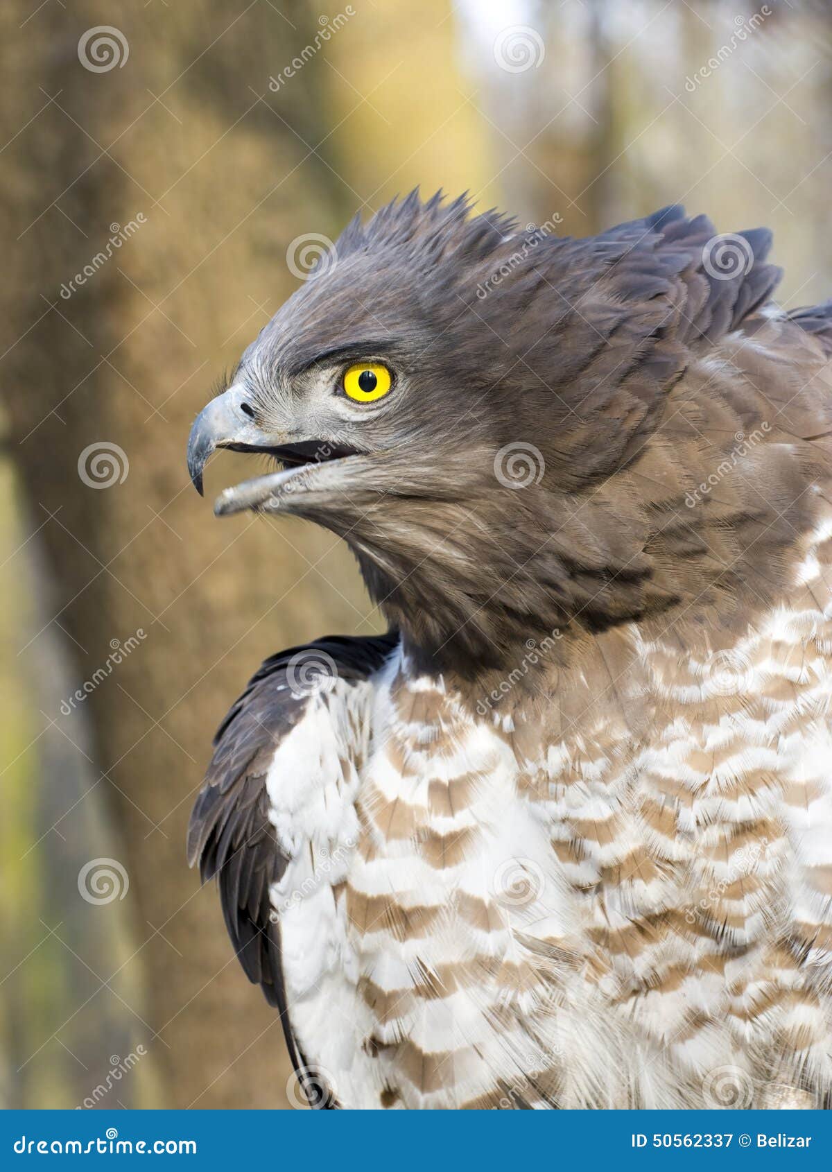 Short-toed Snake Eagle (Circaetus Gallicus) Stock Image - Image of ...