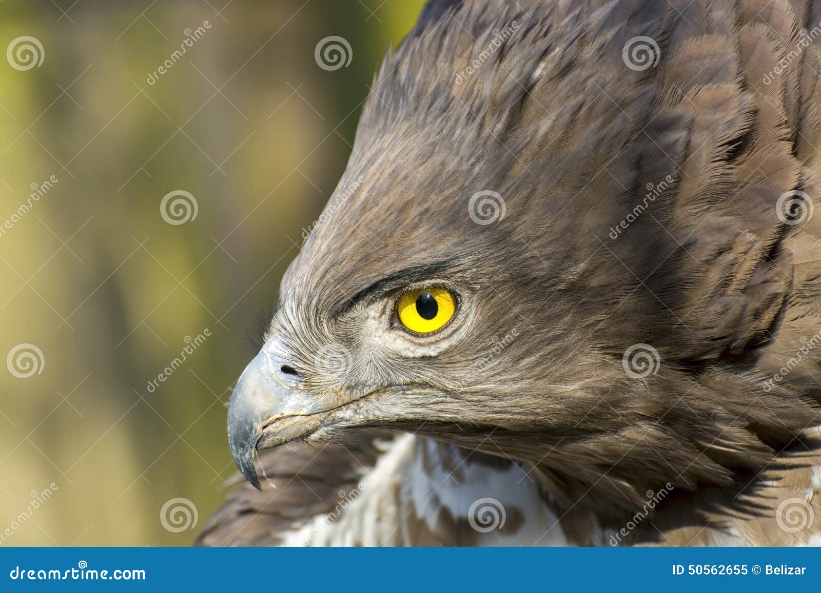 Short-toed Snake Eagle (Circaetus Gallicus) Stock Image - Image of ...