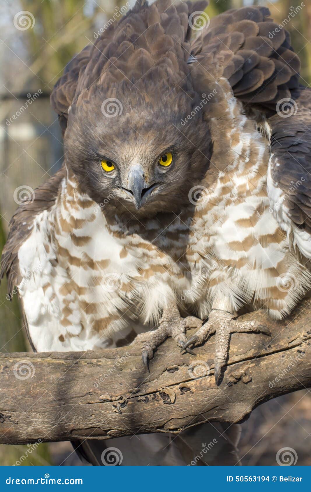 Short-toed Snake Eagle (Circaetus Gallicus) Stock Photo - Image of ...