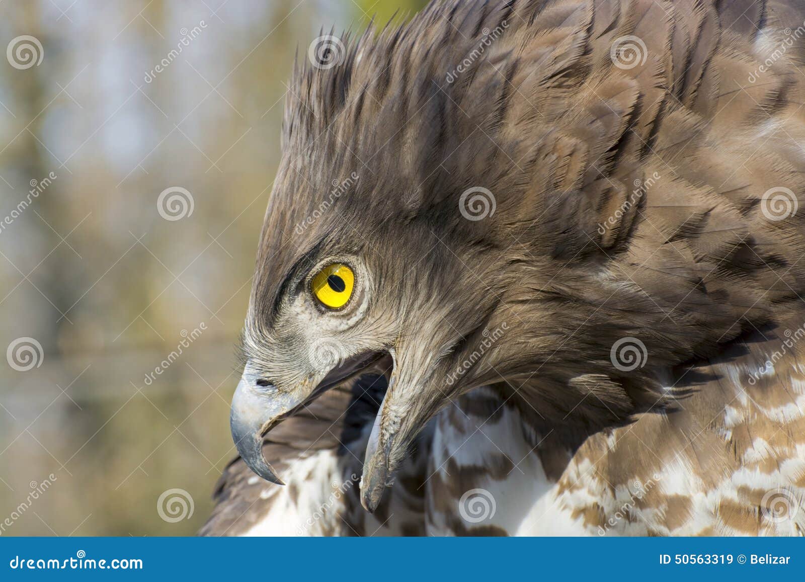 Short-toed Snake Eagle (Circaetus Gallicus) Stock Image - Image of ...