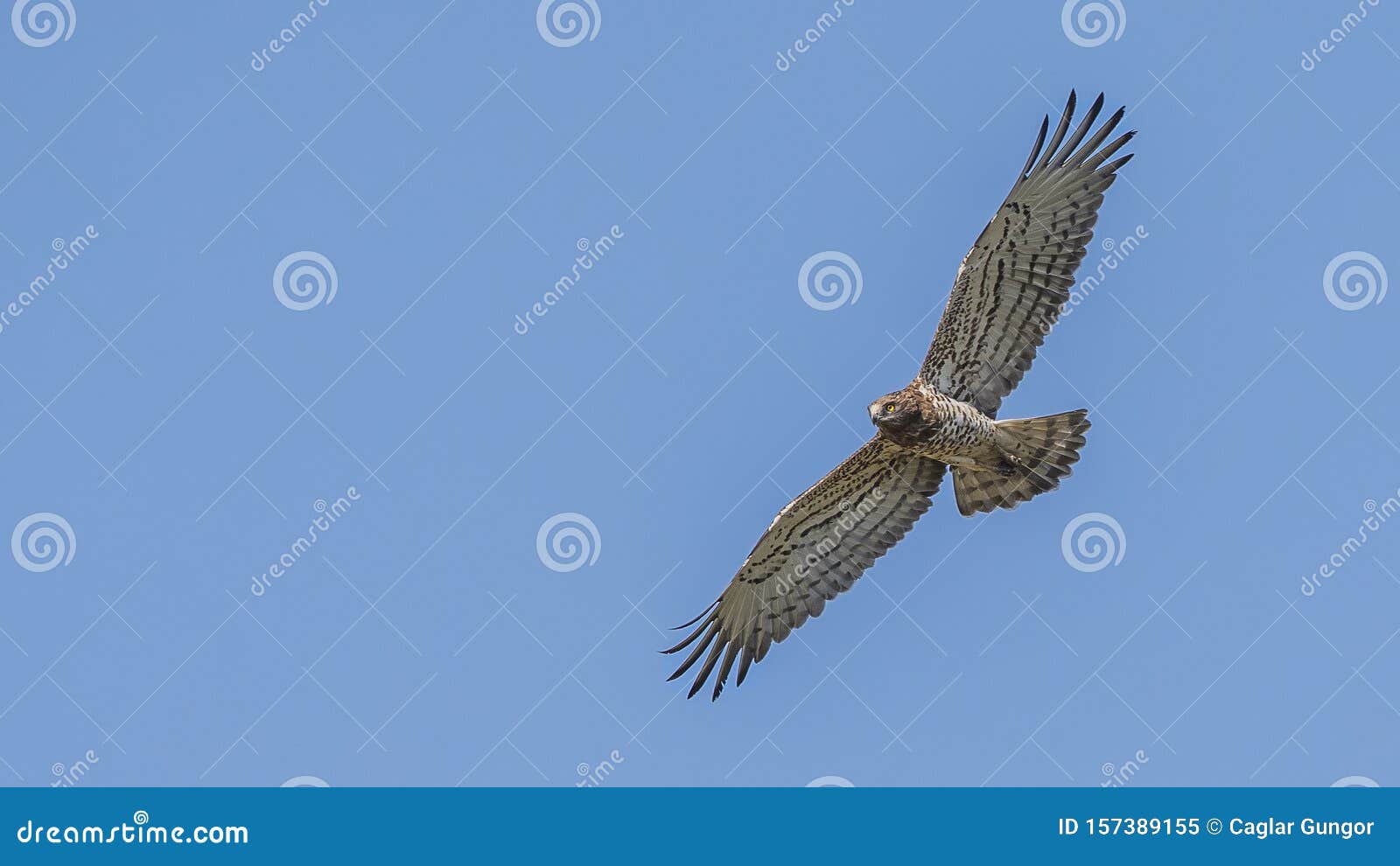 Short-toed Snake Eagle Flying Left Stock Image - Image of nature, left ...