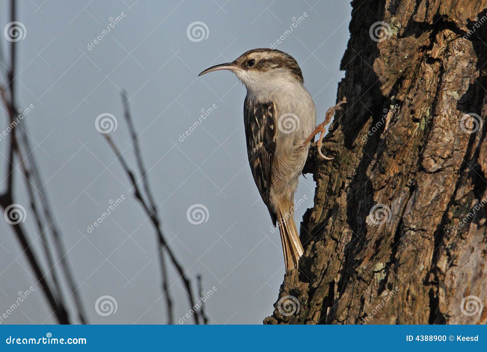 20,384 Tree Creeper Photos - Free & Royalty-Free Stock Photos from ...