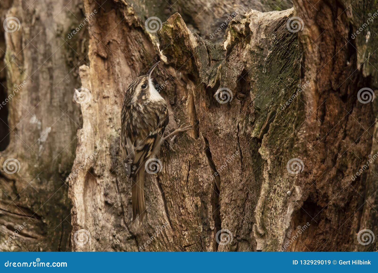 Short Toed Tree-creeper, Certhia Brachydactyla Stock Image - Image of ...