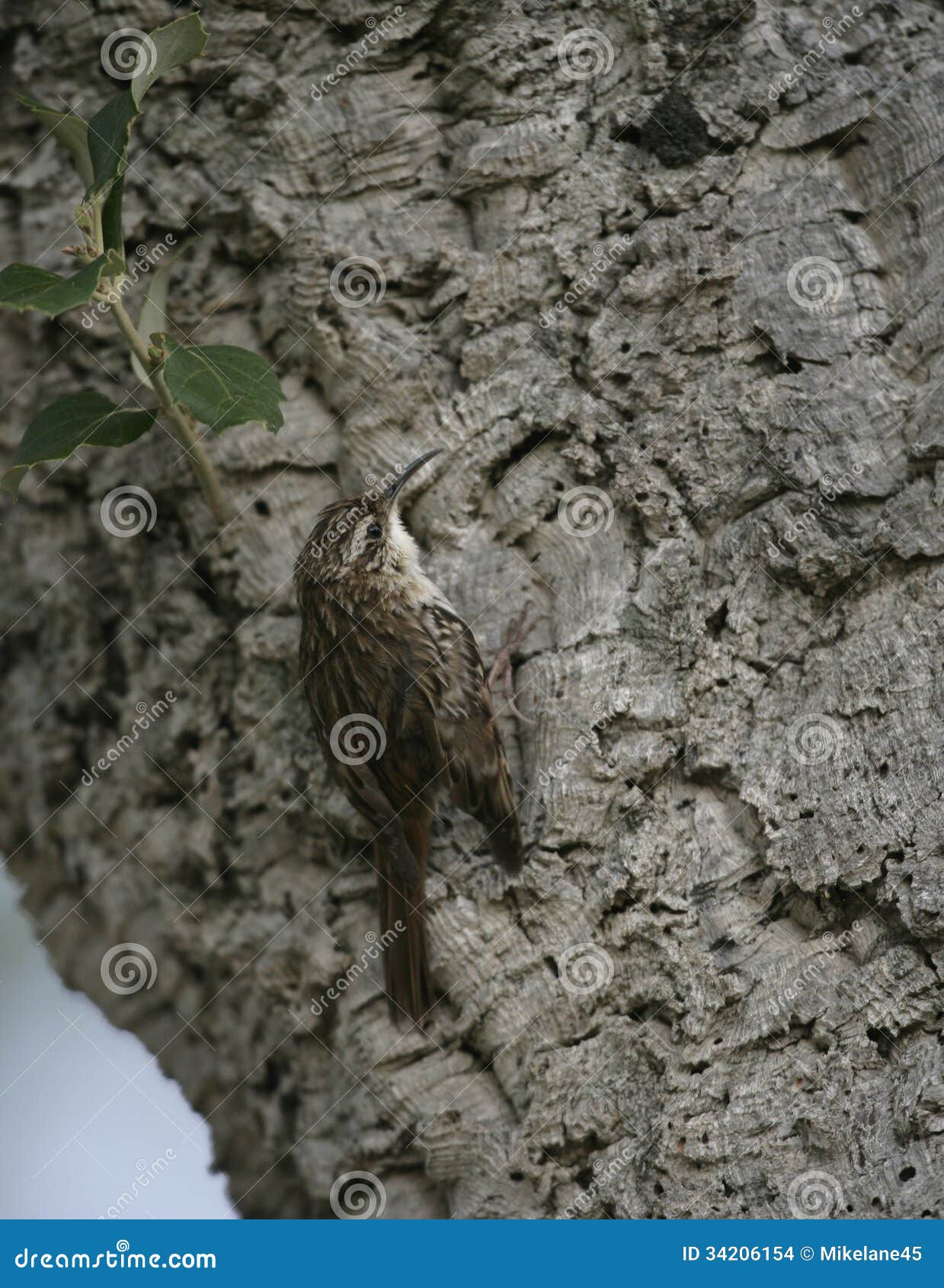 Short-toed Treecreeper, Certhia Brachydactyla Stock Photo - Image of ...