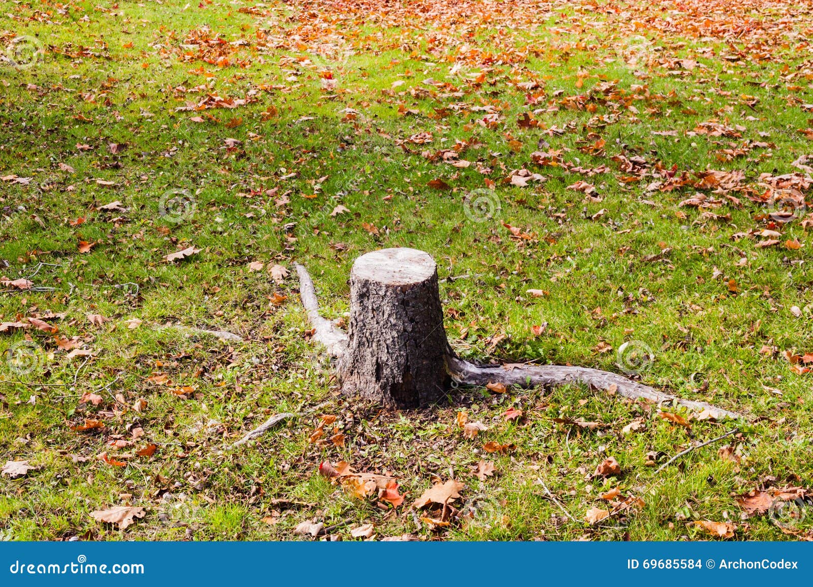 Short Tree Stump on Grass and Leaves in Fall. Stock Photo - Image of ...