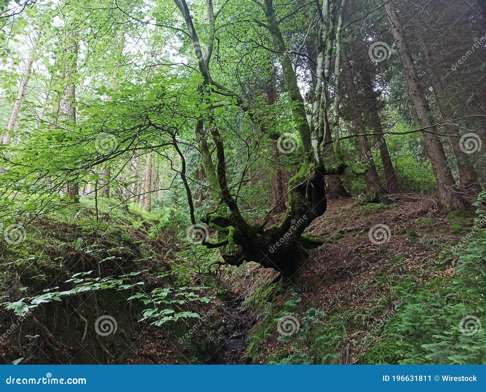 Short Tree Surrounded by Tall Trees in the Forest Stock Image - Image ...