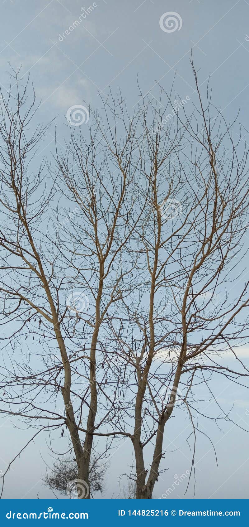 Short trees stock photo. Image of tree, garden, cloud - 144825216