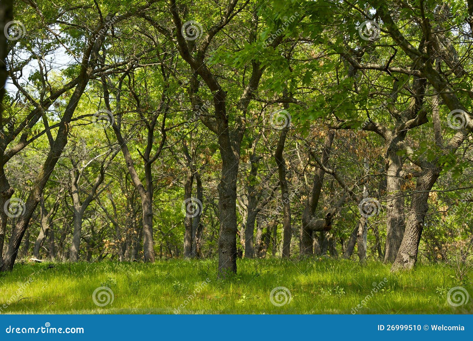 Short Trees Forest stock photo. Image of forest, landscape - 26999510