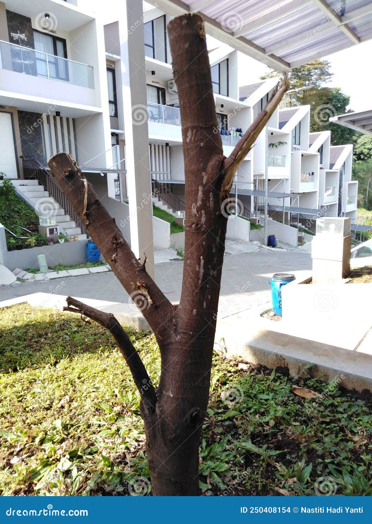 The Short Trunk of Jackfruit Tree Stock Photo - Image of jackfruit ...