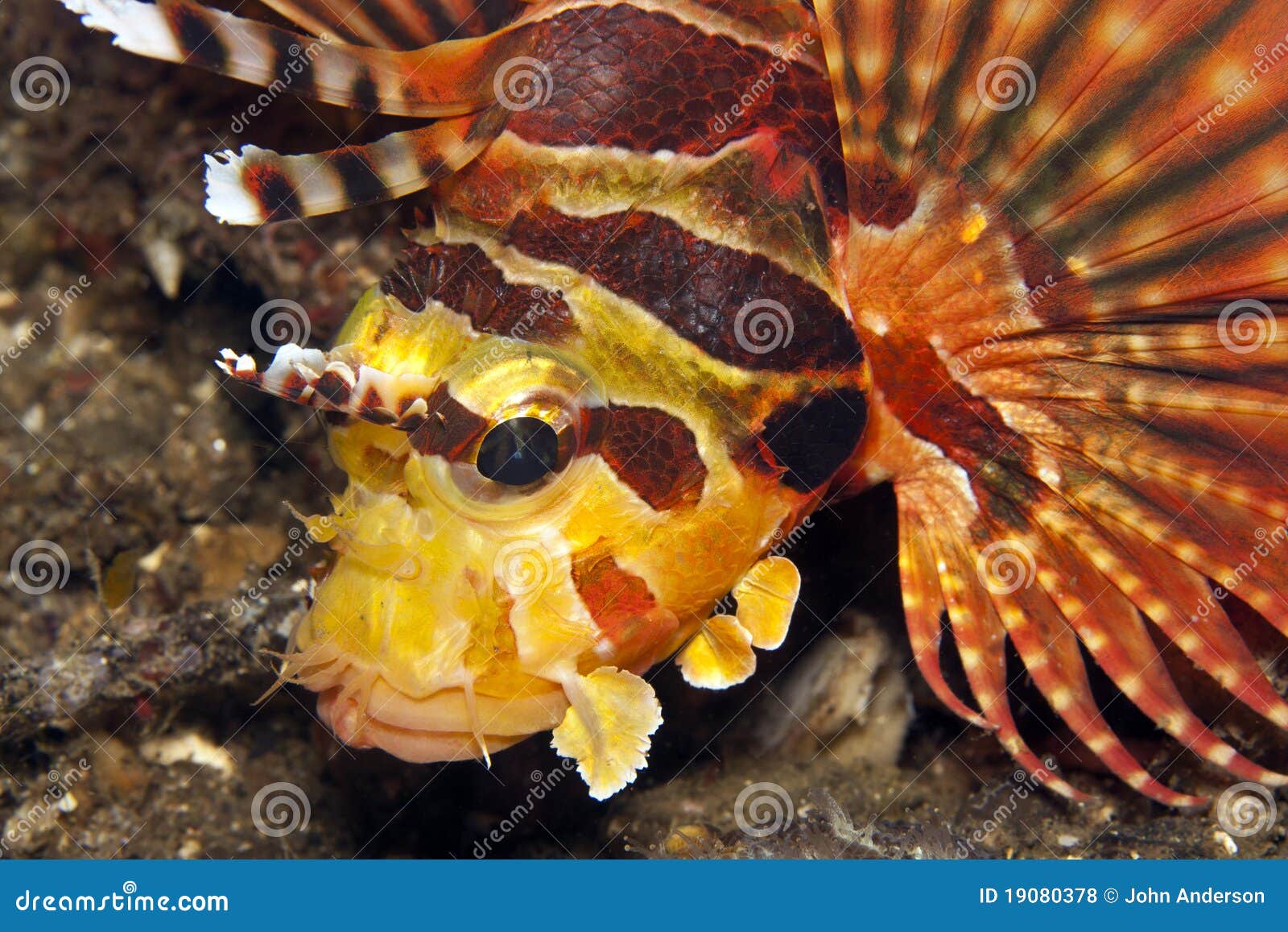 Shortfin lionfish stock photo. Image of straits, pacific - 19080378