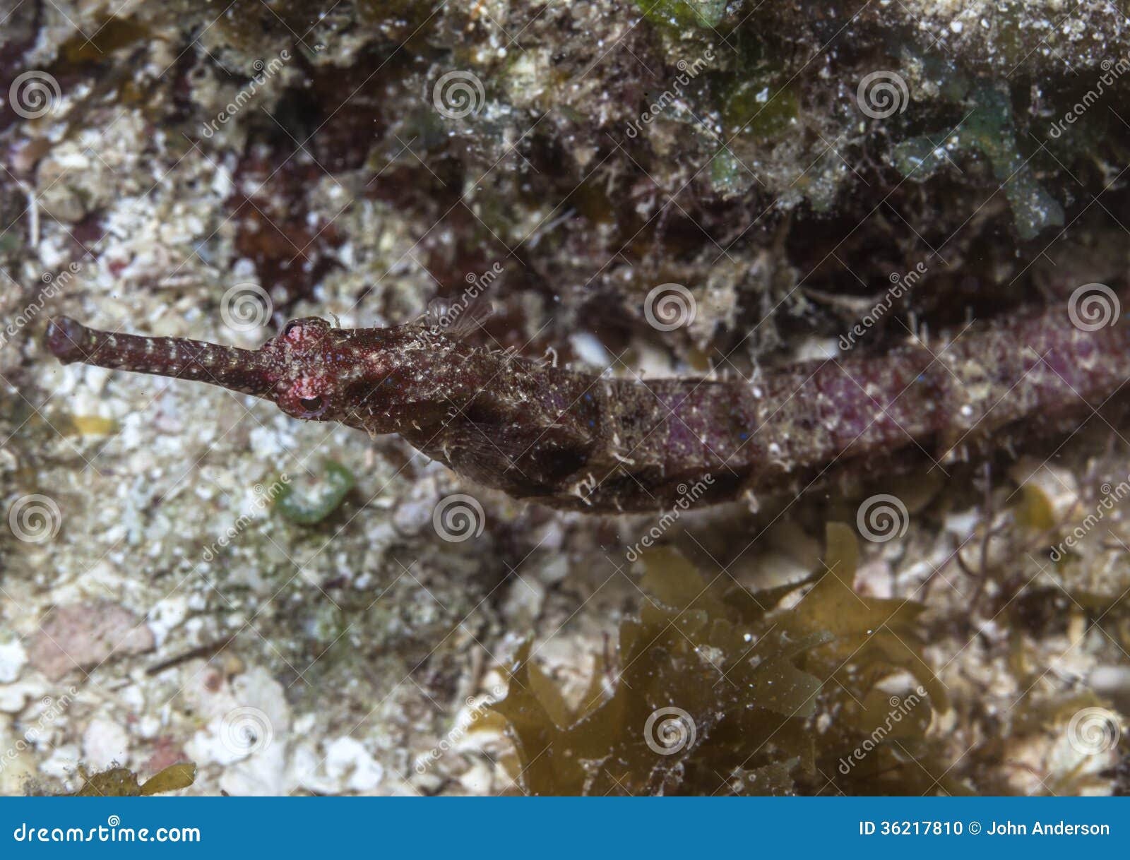 Shortfin Pipefish (Cosmocampus Elucens) Stock Photo - Image of coral ...