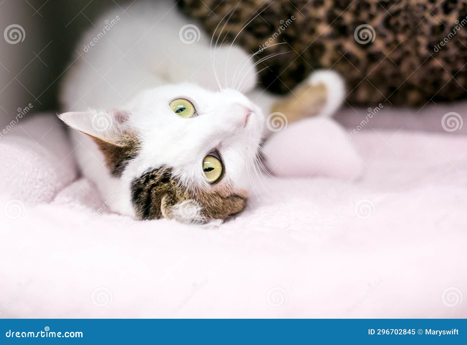 A Shorthair Cat Lying On Its Back On A Blanket Stock Image Image Of Lounging Comfortable