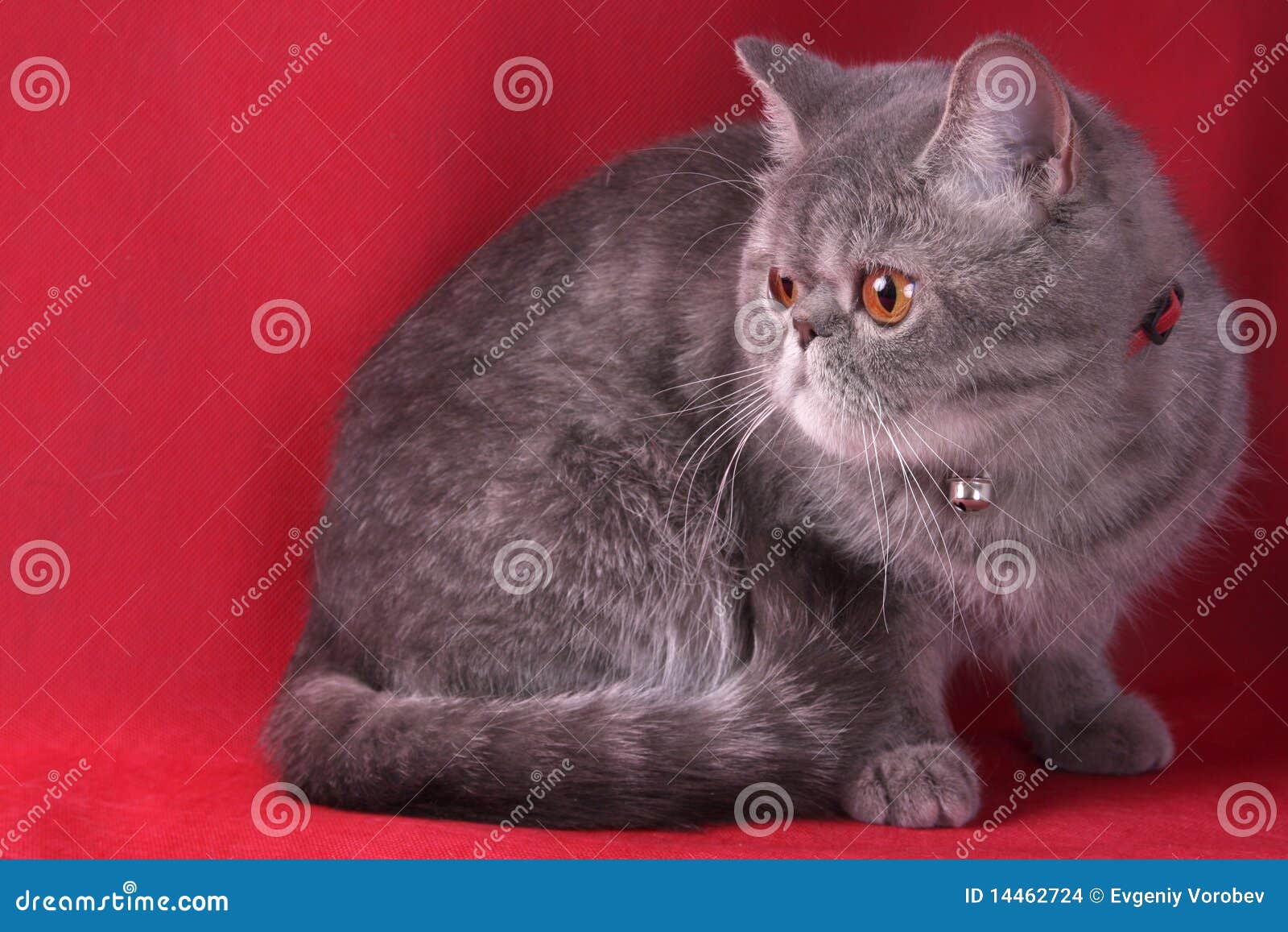 Shorthair exotique photo stock. Image du exotique, rêver - 14462724