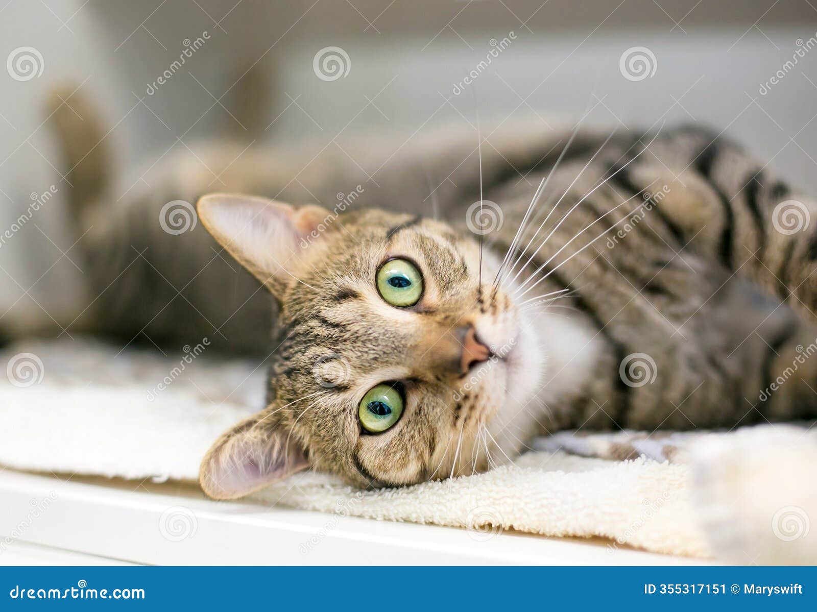 A Shorthair Tabby Cat Lying Upside Down on a Blanket Stock Image ...
