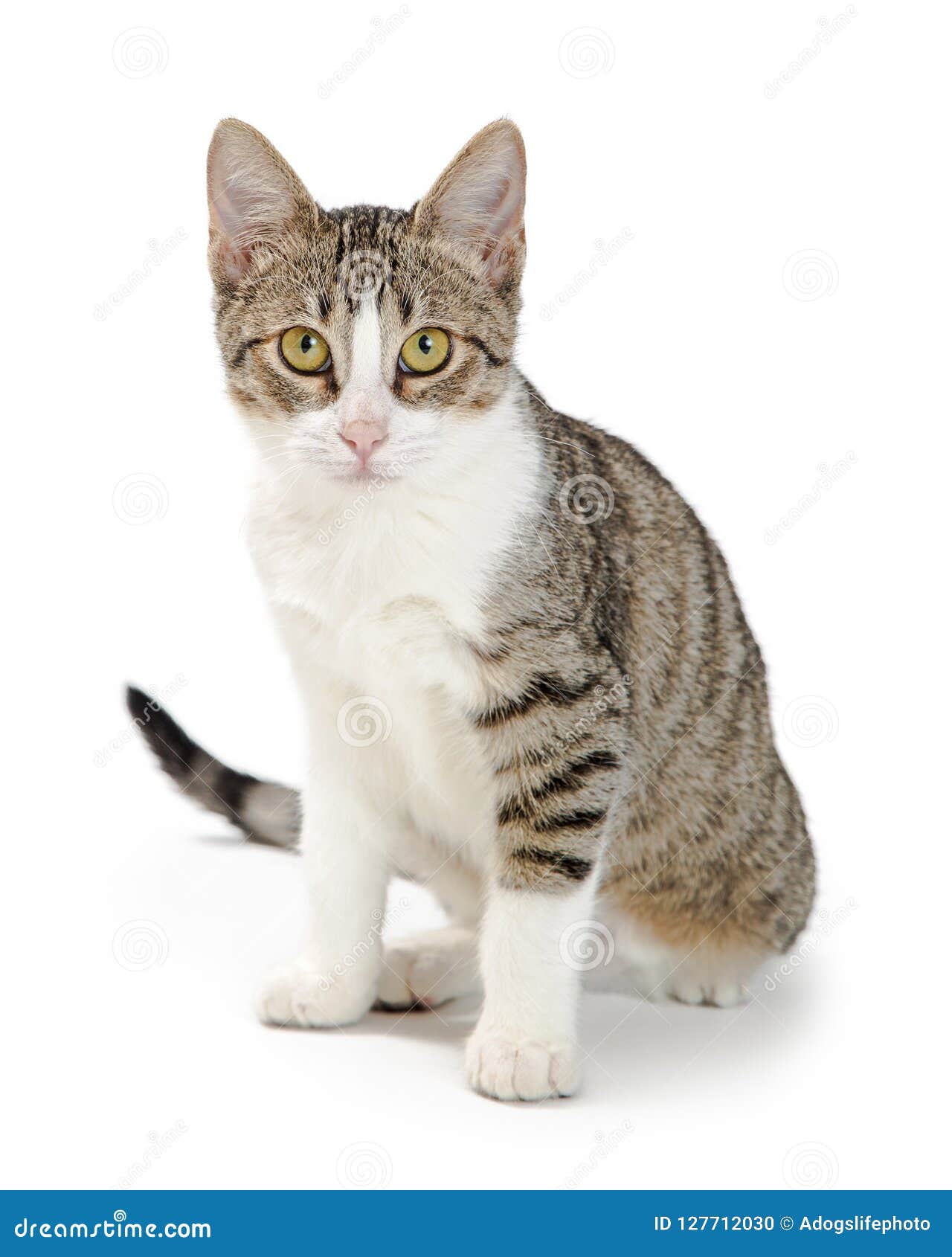 Shorthair Tabby and White Cat Sitting Looking Forward Stock Photo ...