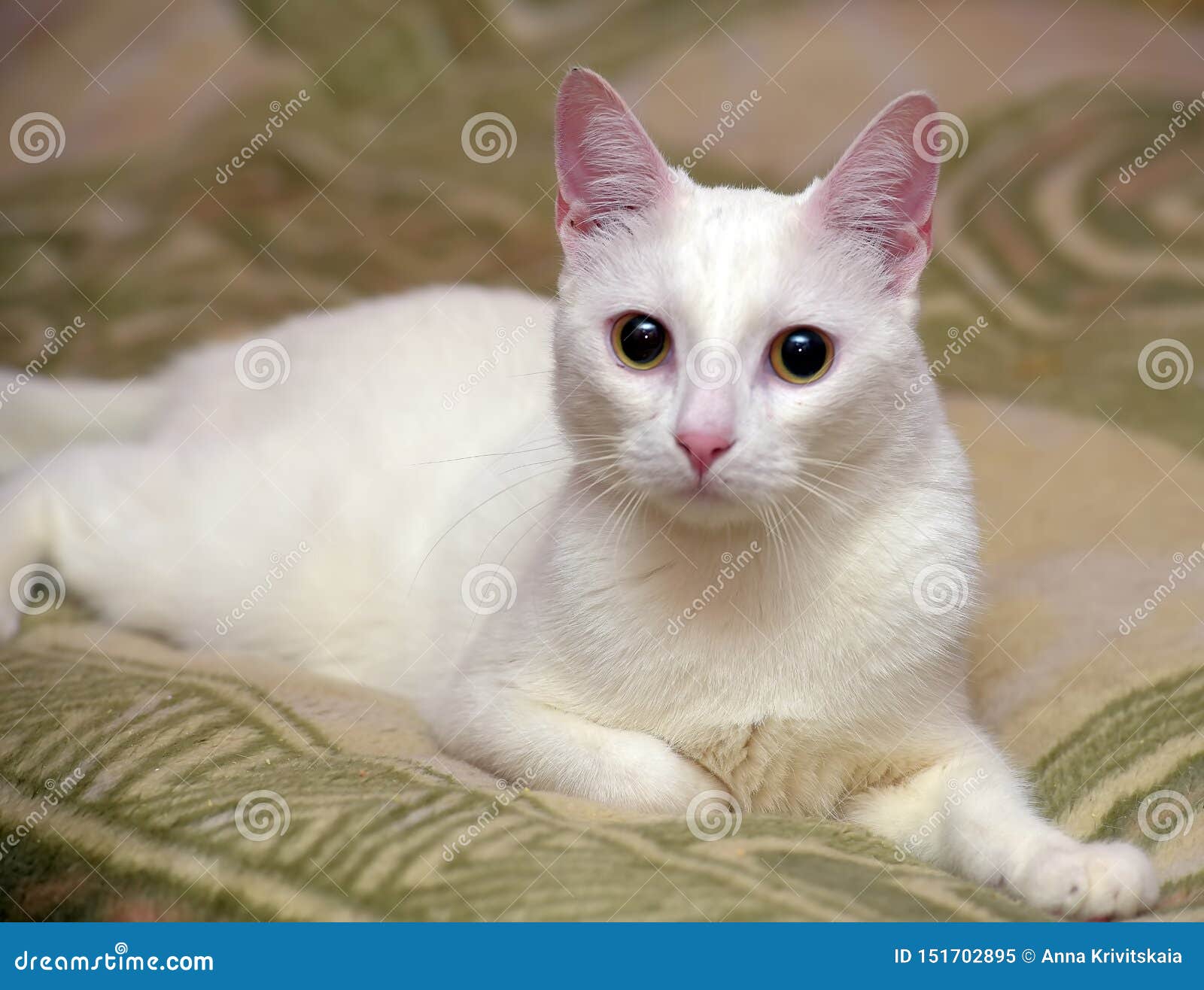 Shorthair White Cat Portrait Stock Image - Image of european, enjoyment ...