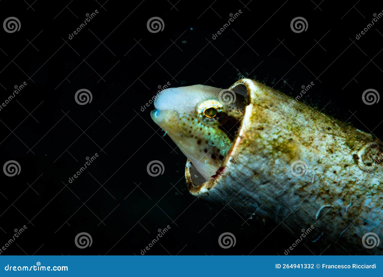 Shorthead Sabretooth Blenny Petroscirtes Breviceps Stock Photo - Image ...