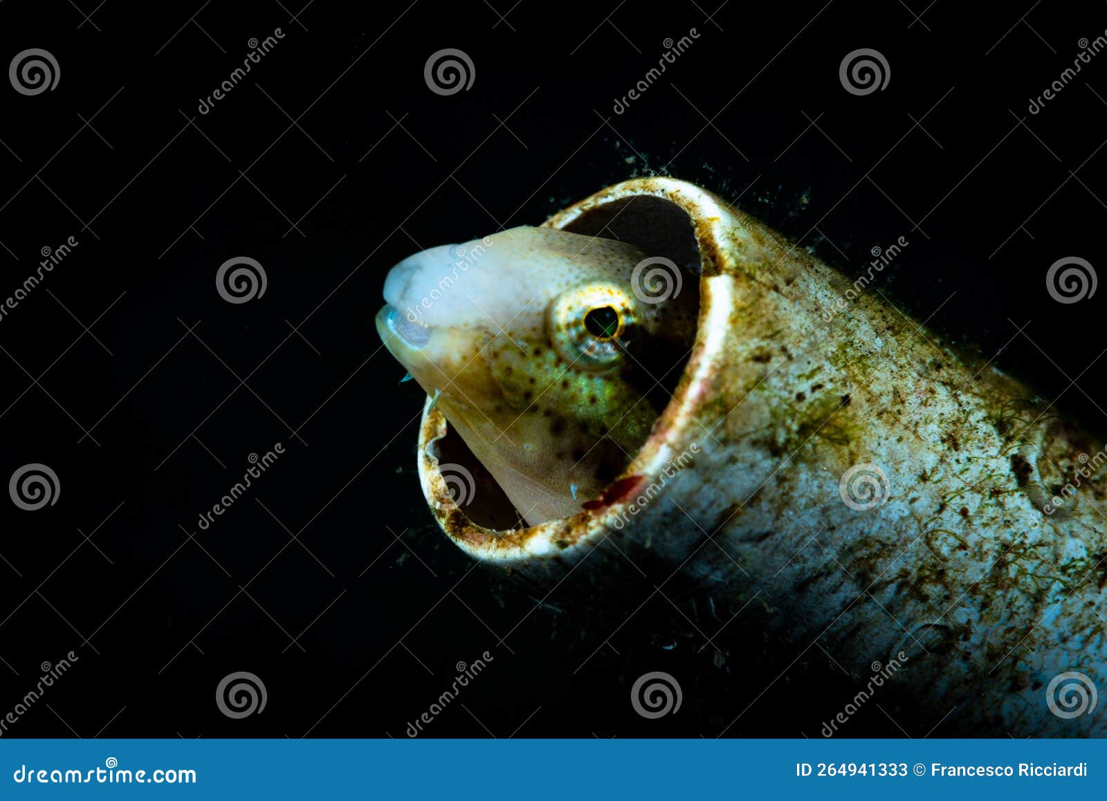 Shorthead Sabretooth Blenny Petroscirtes Breviceps Stock Image - Image ...