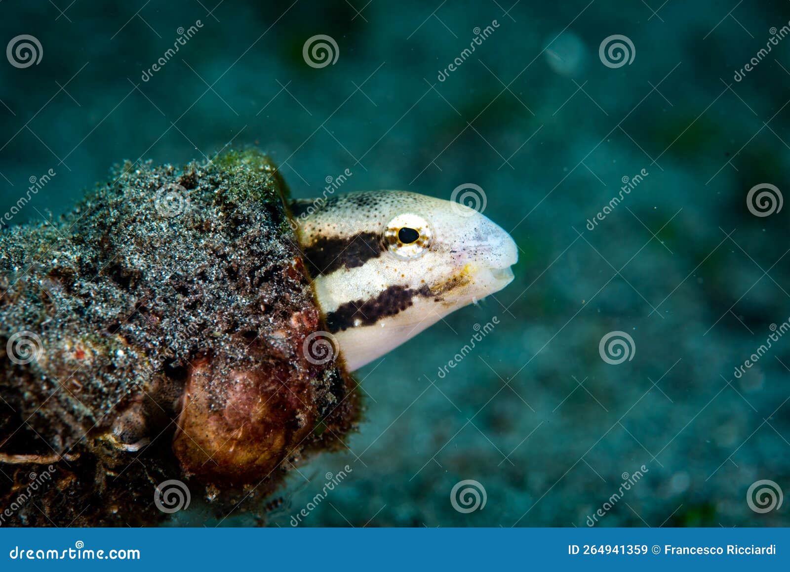 Shorthead Sabretooth Blenny Petroscirtes Breviceps Stock Image - Image ...