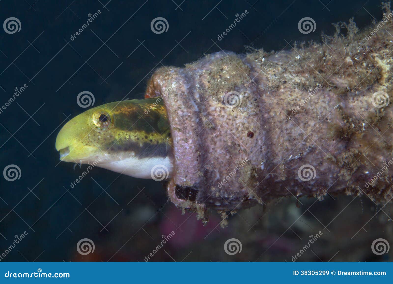 Shorthead Sabretooth Fang Blenny Stock Image - Image of underwater ...