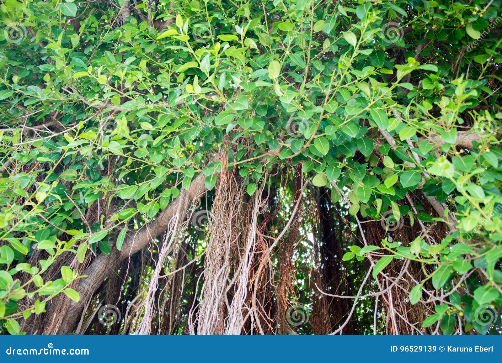 Ficus Citrifolia Tree, Also Known As The Shortleaf Fig Stock Photo ...