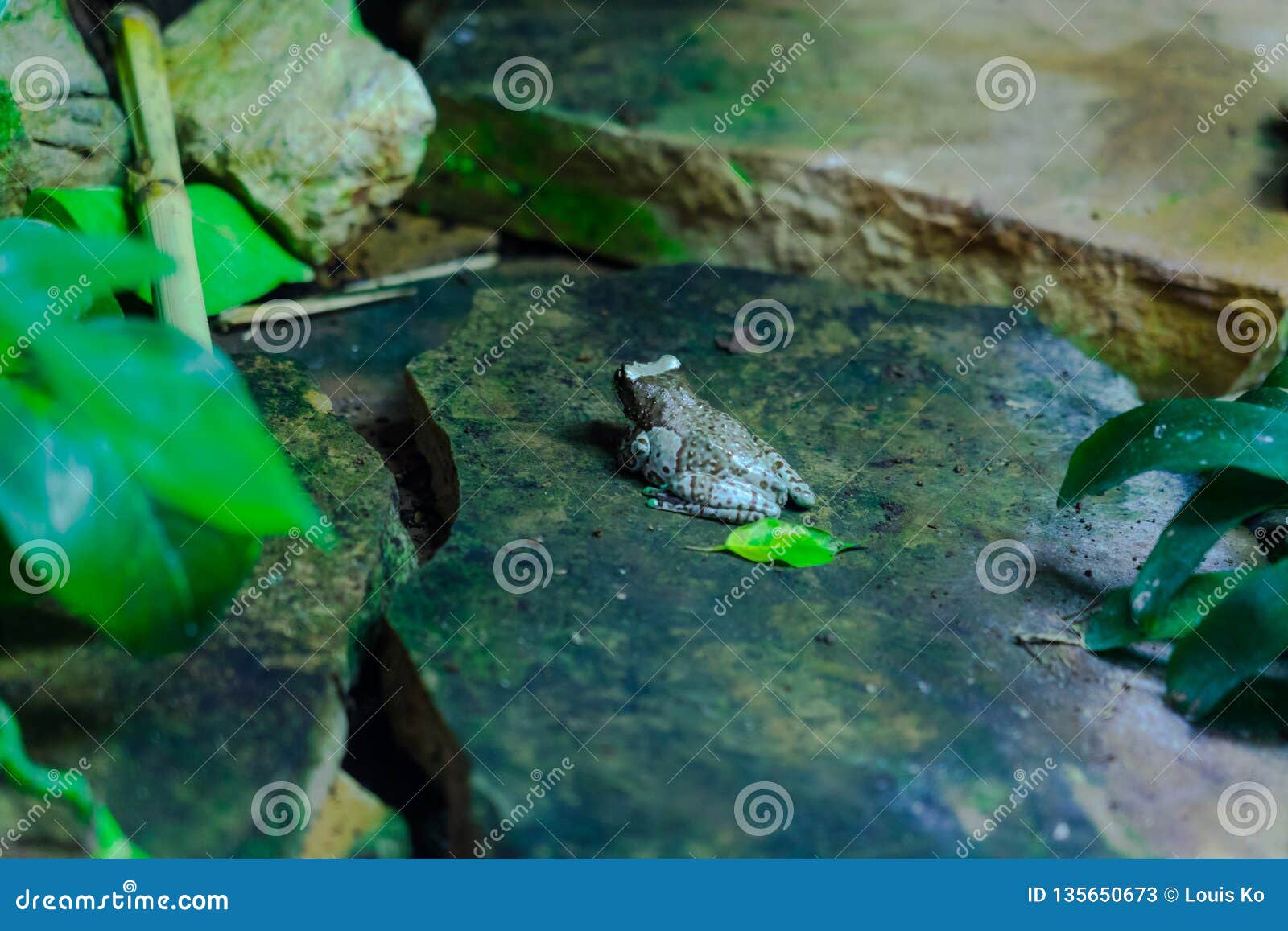 Amazon Milk Tree Frog stock image. Image of goat, frog - 135650673