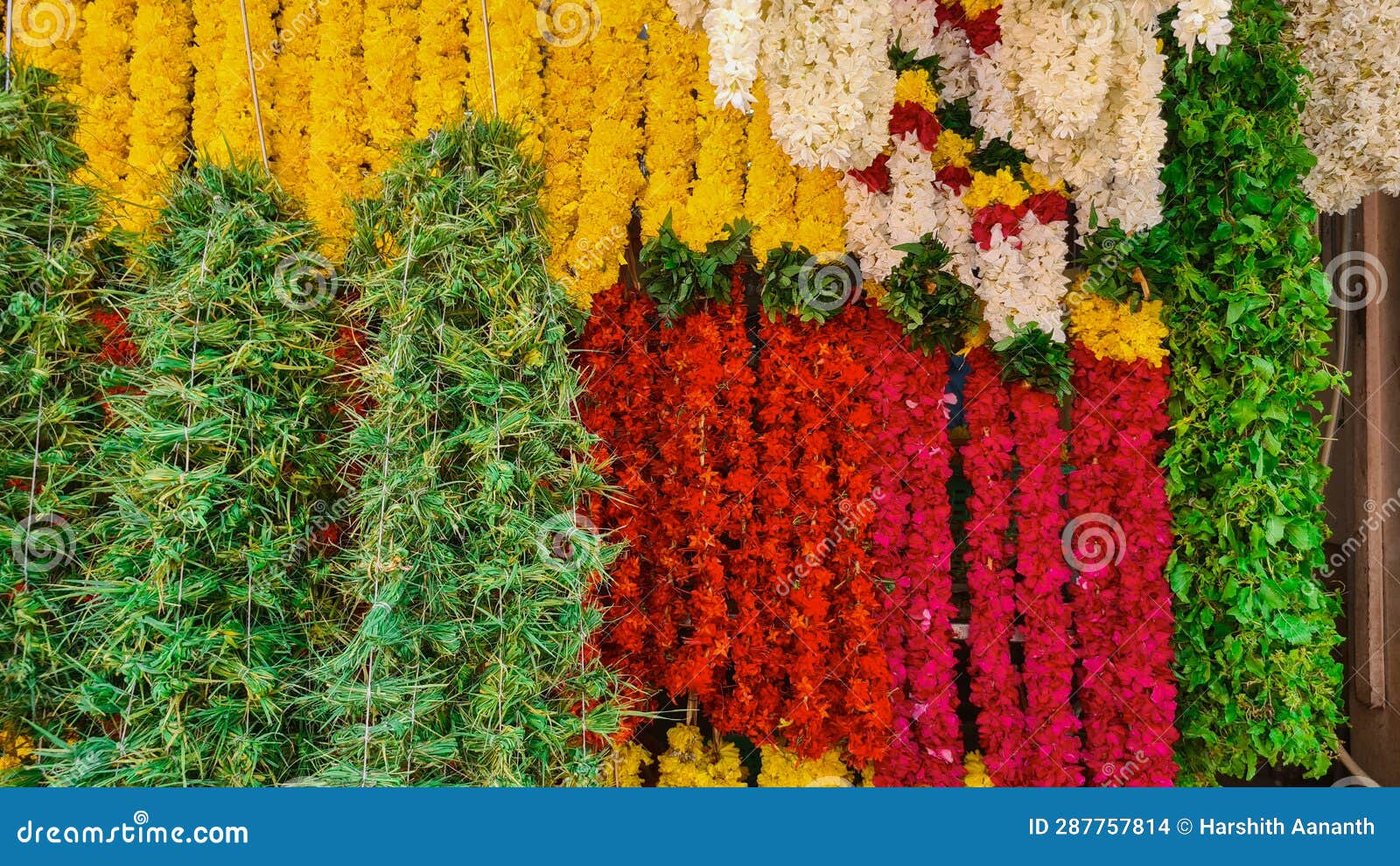 Array Of Hanging Abaca Plant Fibers, A Natural Leaf Fiber, Also Called ...