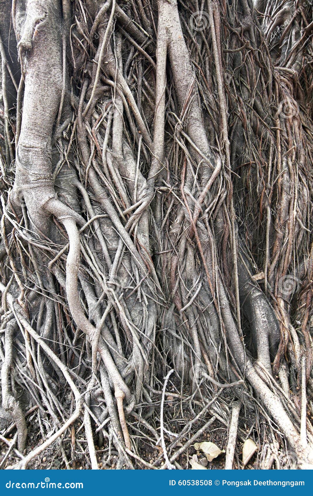 Shot of a Banyan Tree in Thailand Stock Photo - Image of border, dirty ...