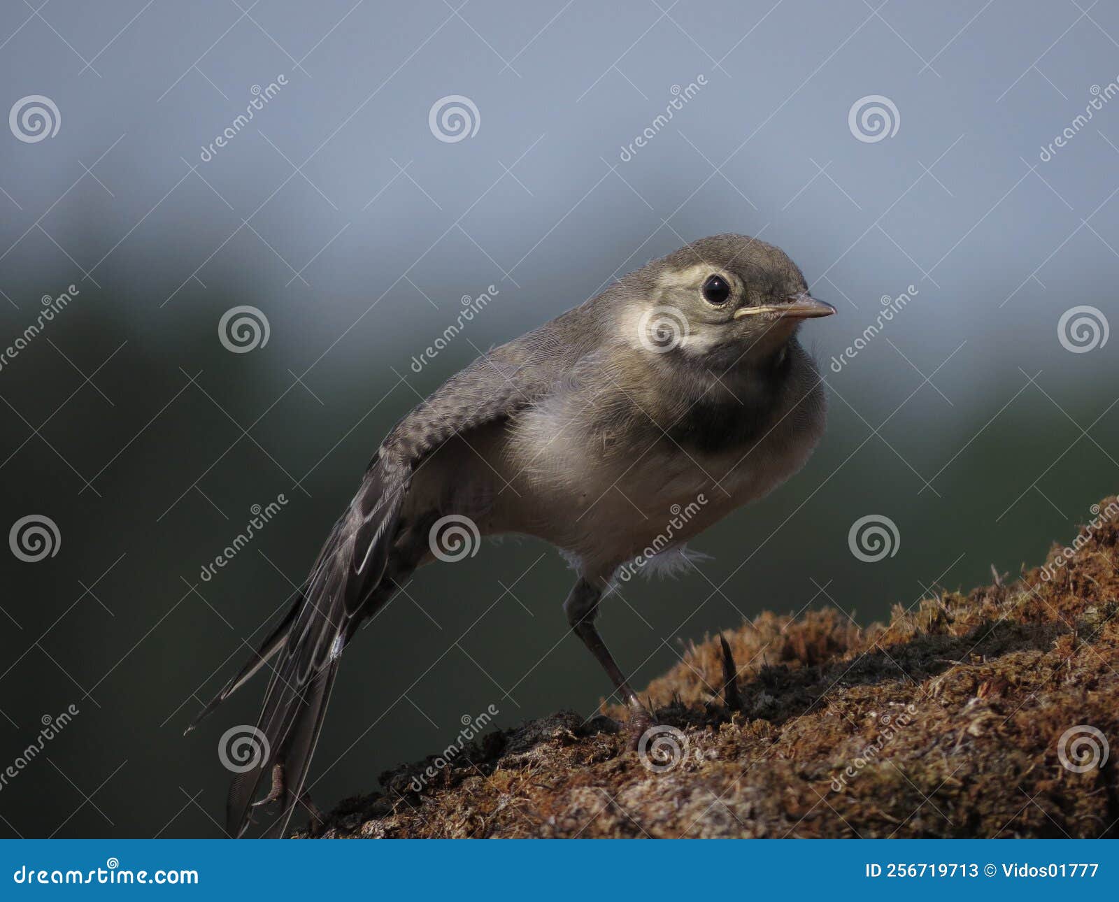 A Shot of a Beautiful Bird Outdoors in Calm Weather. Stock Image ...