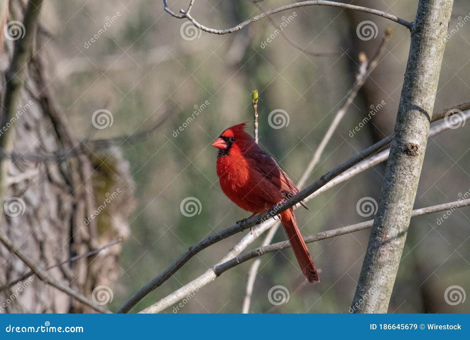 Shot of the Beautiful Red Northern Cardinal Bird Stock Image - Image of ...